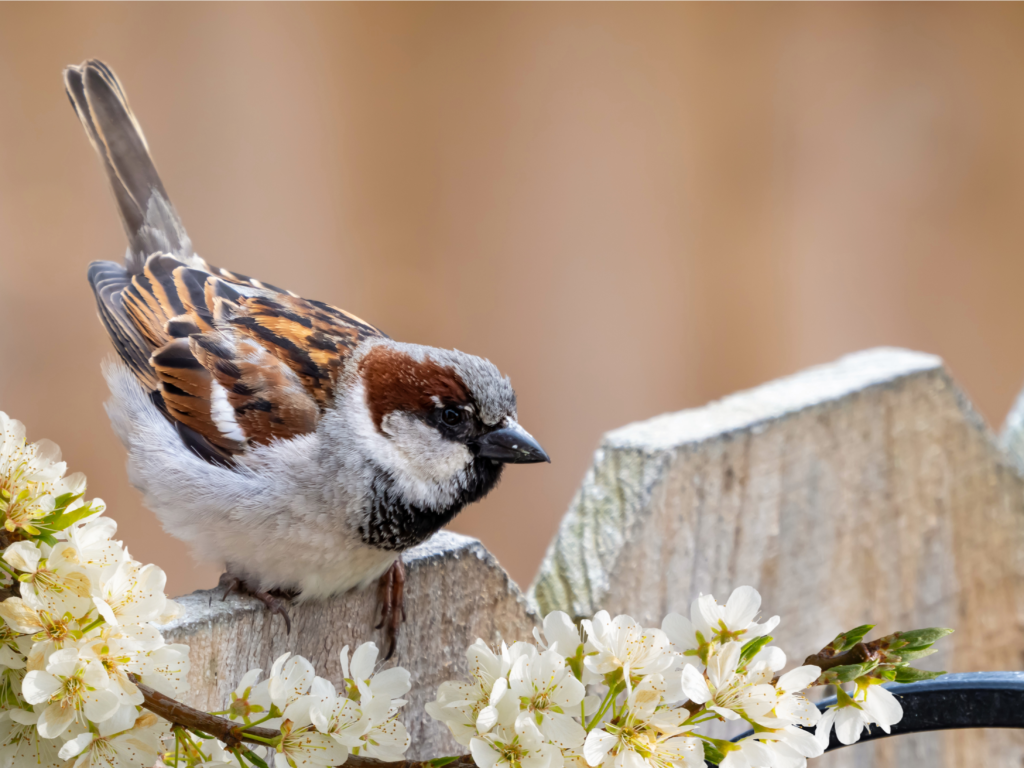 What is the Best Time to Bird Watch in the Backyard? - Cuddly Care ...