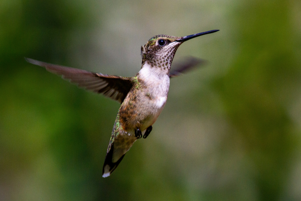 Bird Identification and Observation: Essential Tips for Recognizing ...