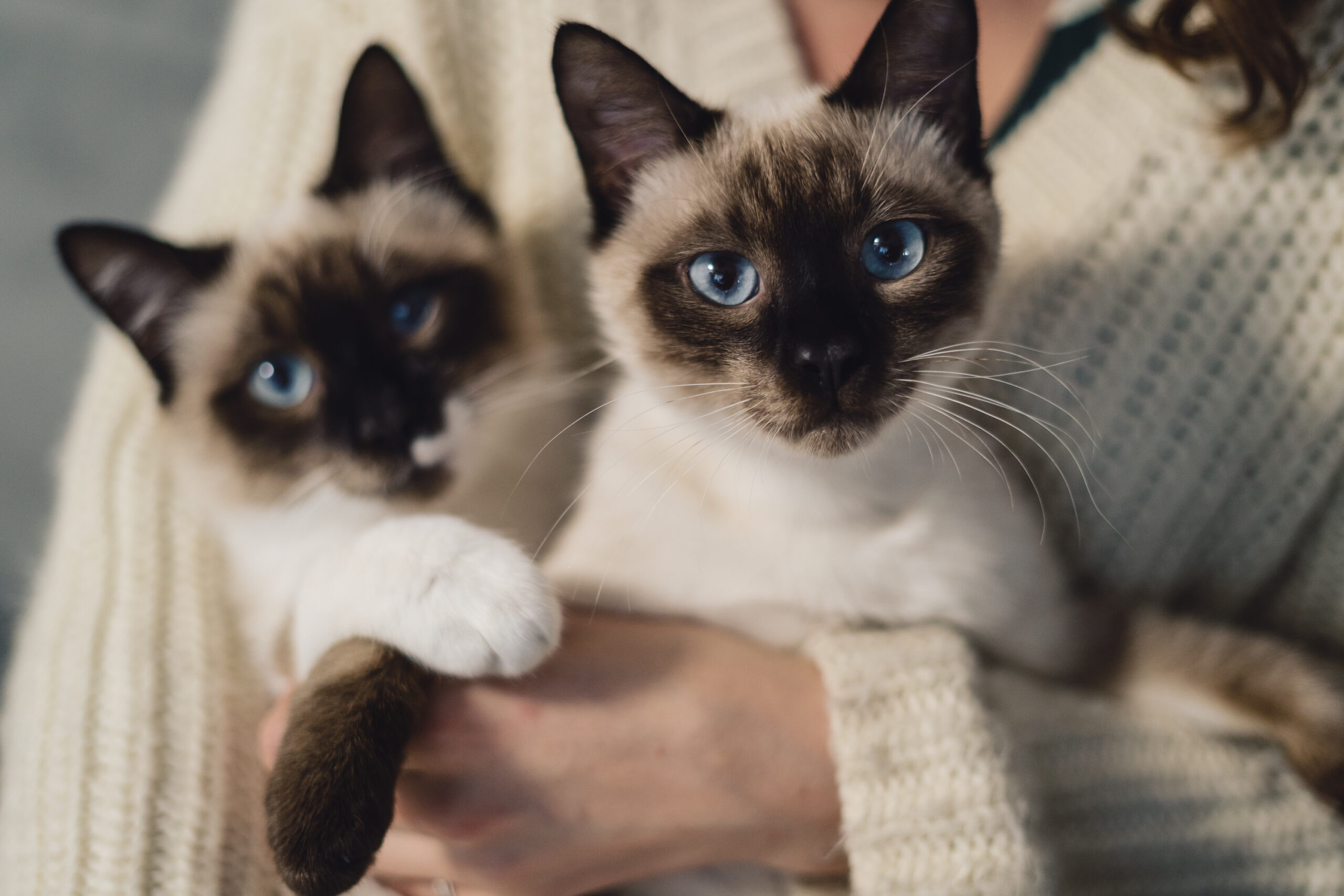 Do Siamese Cats Shed? What You Need to Know